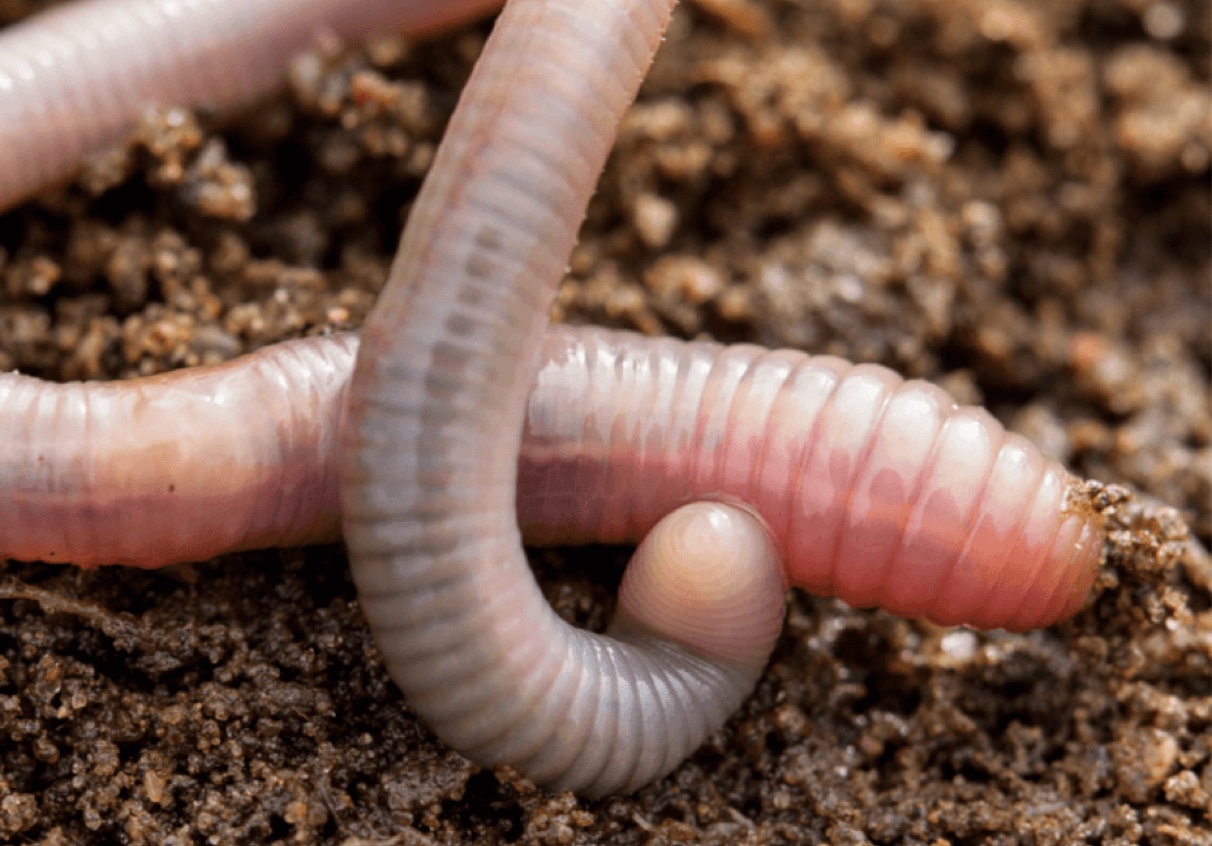Worms & Worm Farming, Vermicast, Organic Waste & Regenerative Farming FAQs